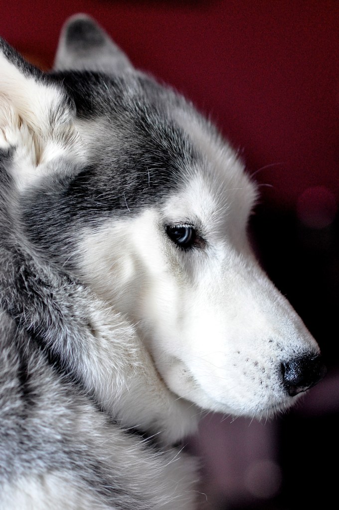 My Siberian Husky daughter – 2me4art