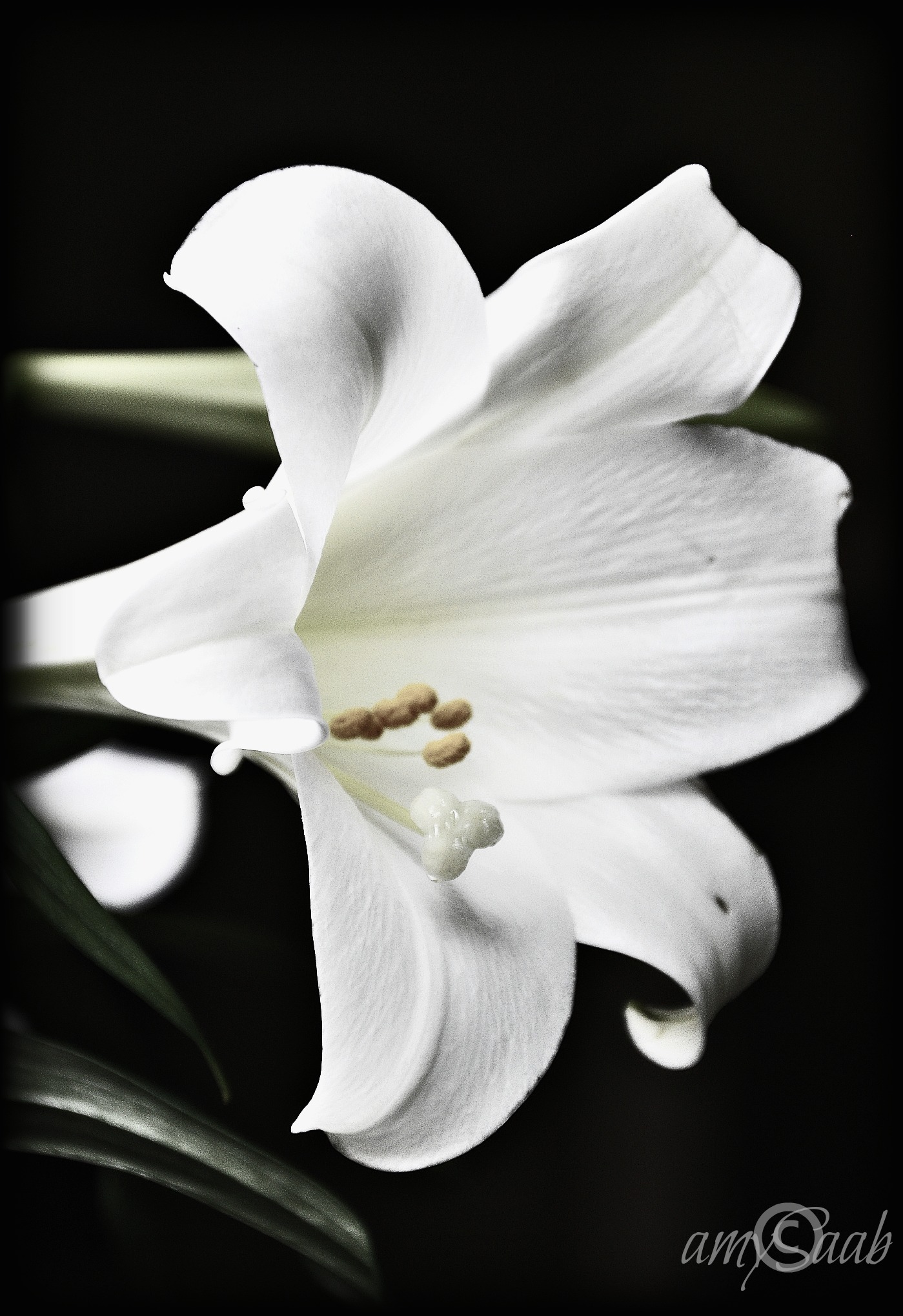Easter Lily – 2me4art