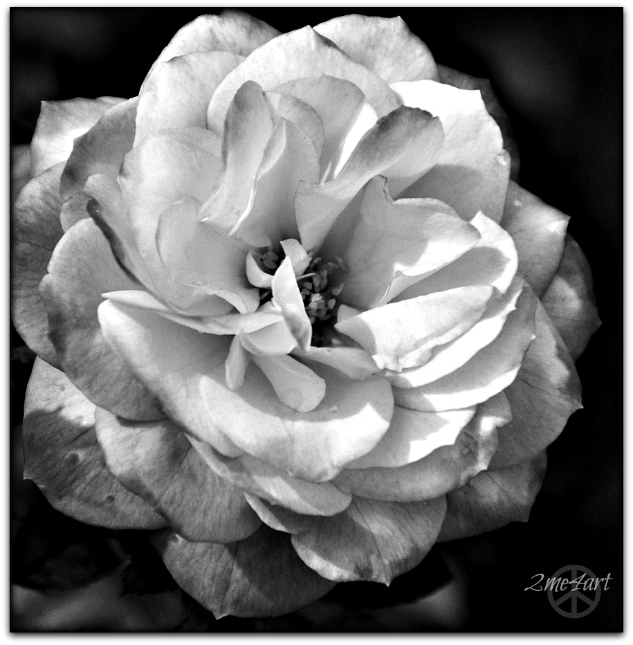 form, not color, Rose – 2me4art